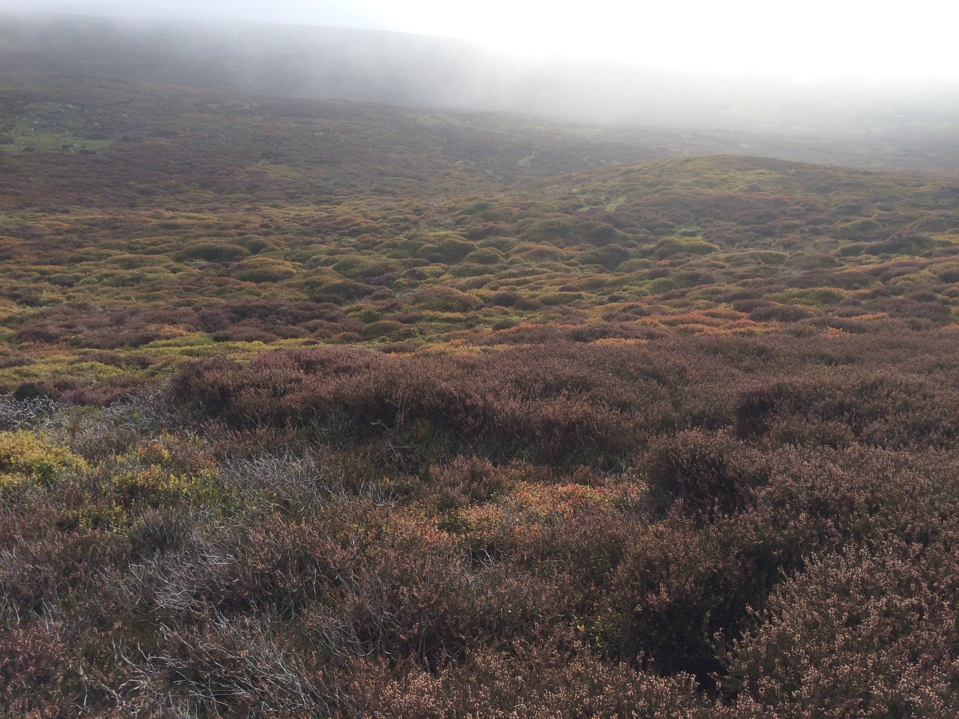 From Reeth to Maiden Castle and Grinton » Two Dogs and an Awning