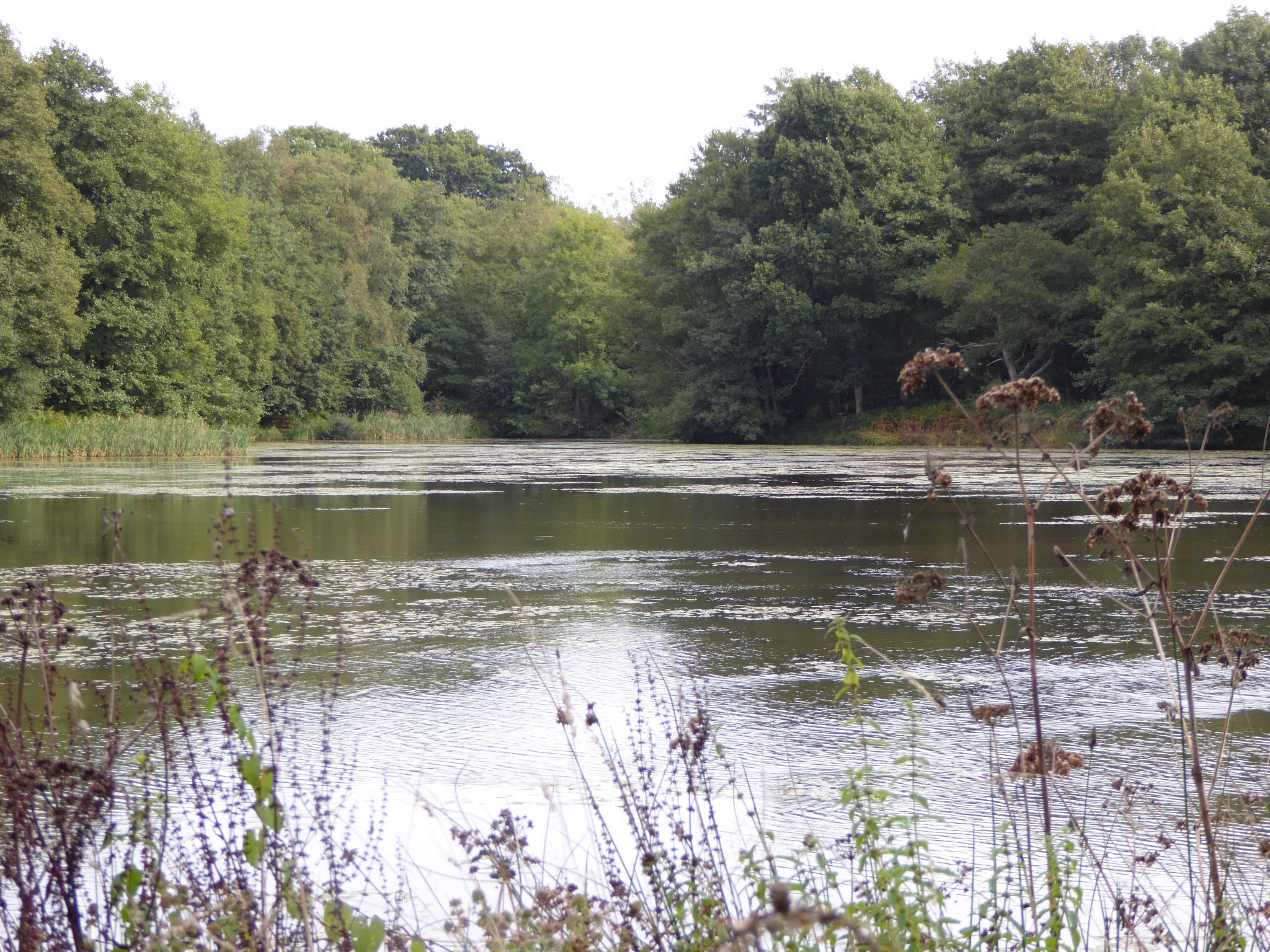 An Afternoon Stroll from Frant to Eridge Green » Two Dogs and an Awning