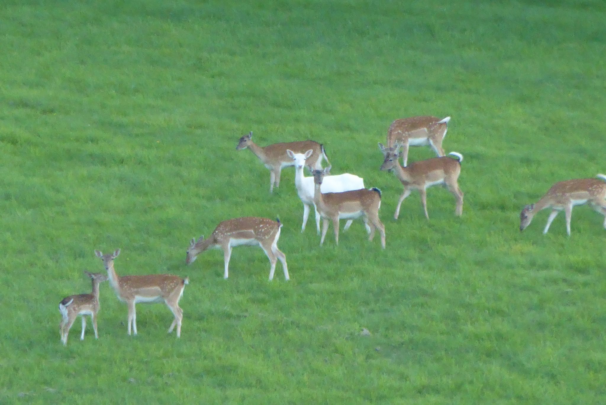 The White Hind » Two Dogs and an Awning