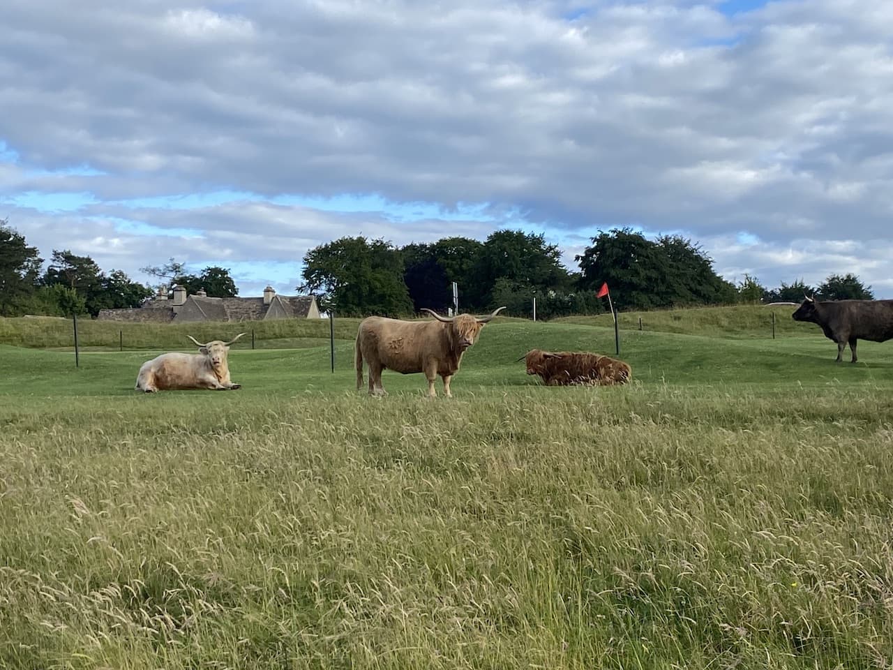 Minchinhampton Common and Rodborough Common » Two Dogs and an Awning