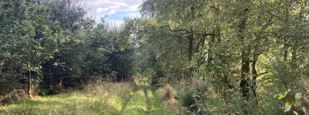 Cropton Forest from Cawthorn Roman Camp » Two Dogs and an Awning