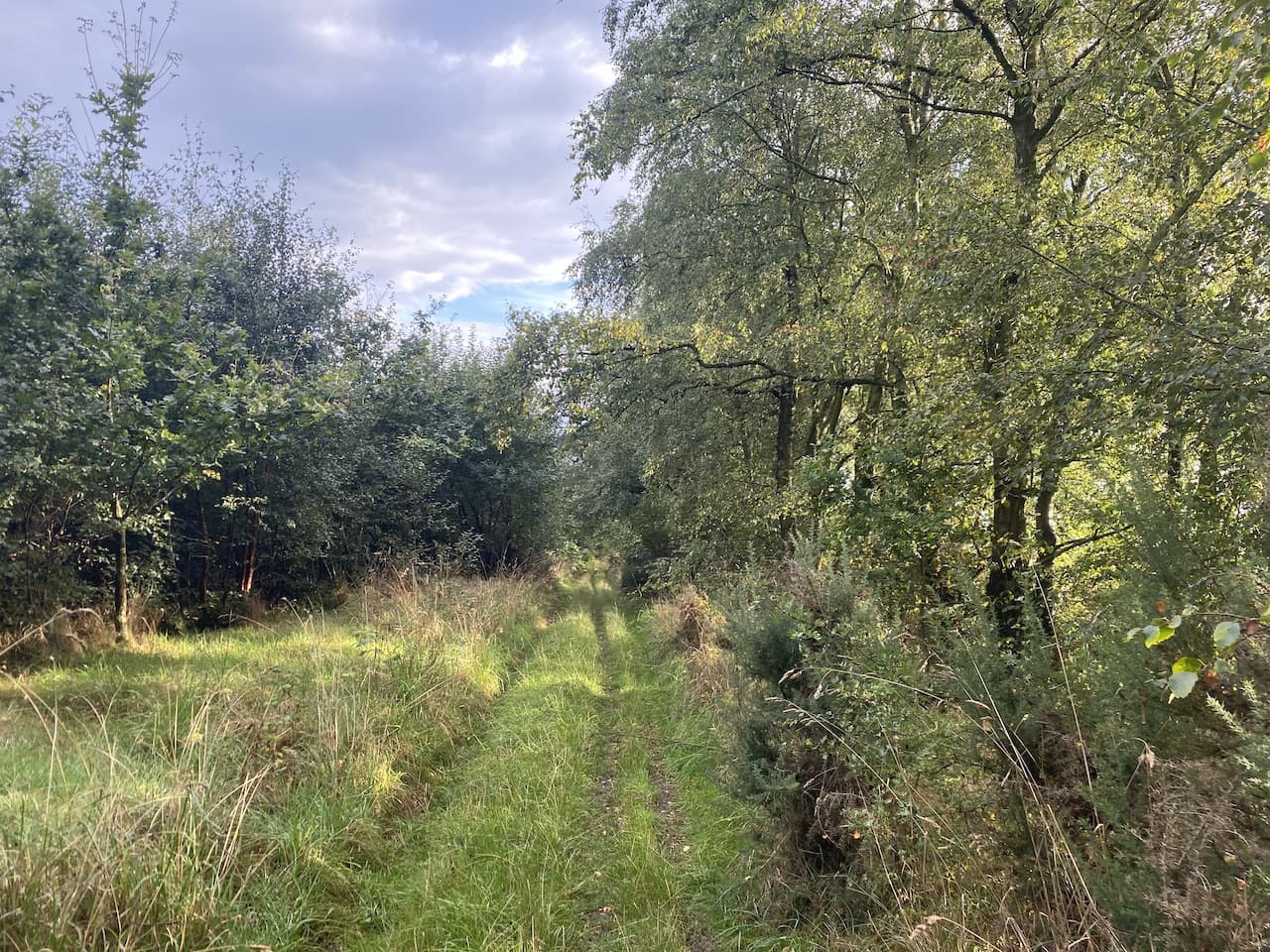 Cropton Forest from Cawthorn Roman Camp » Two Dogs and an Awning